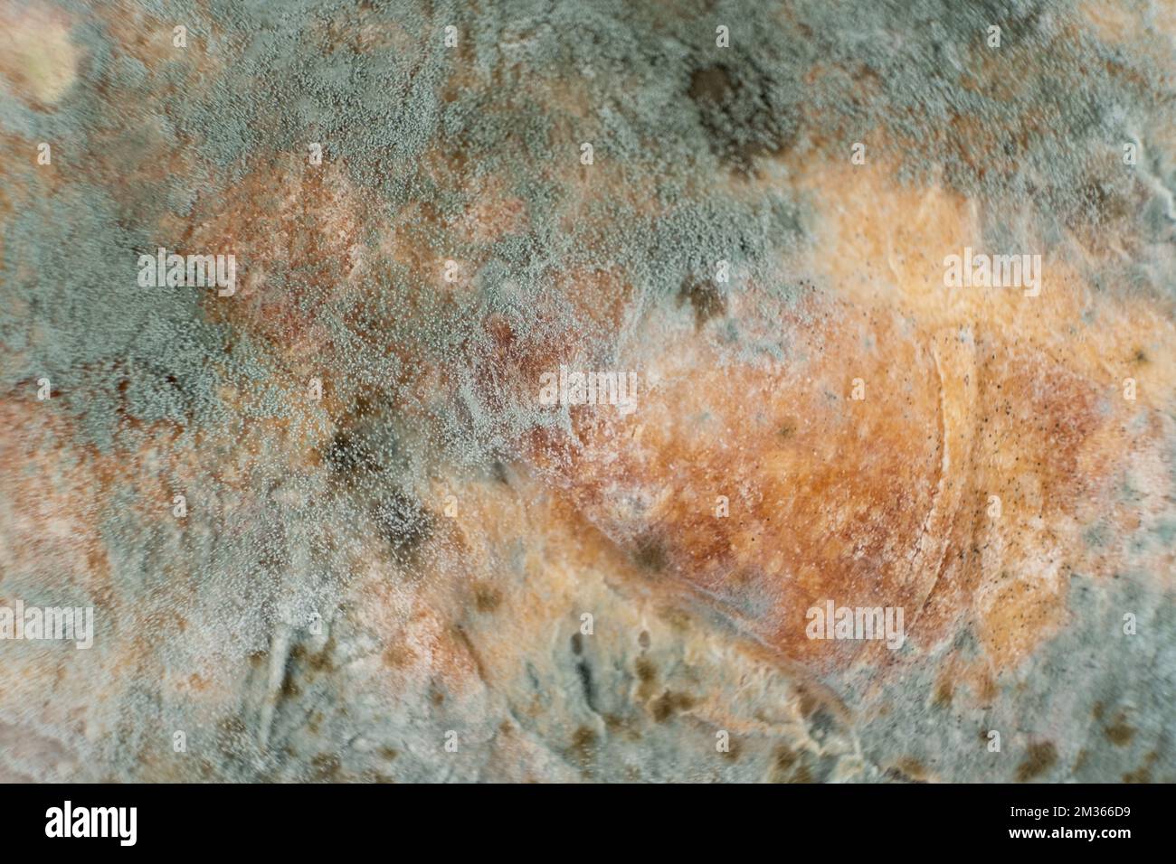 Mold on bread, macro, top view. The danger of mold, stale products ...