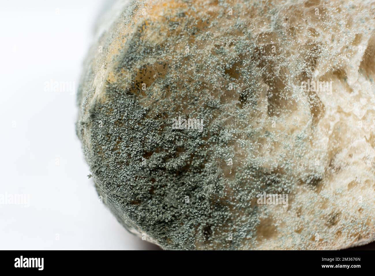 Mold on bread on a white background close-up. The danger of mold, stale ...