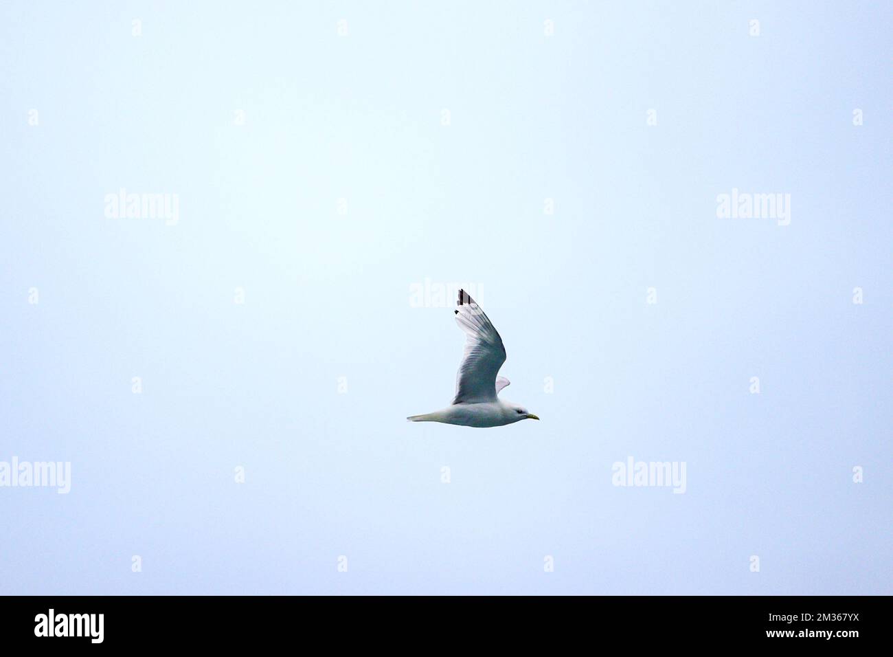 Gulls; seagull in flight; Valdez Arm; Prince William Sound; Valdez ...