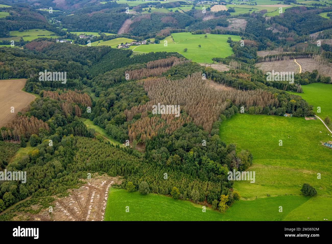 Aerial view, forest damage near the village Boßel in Breckerfeld ...