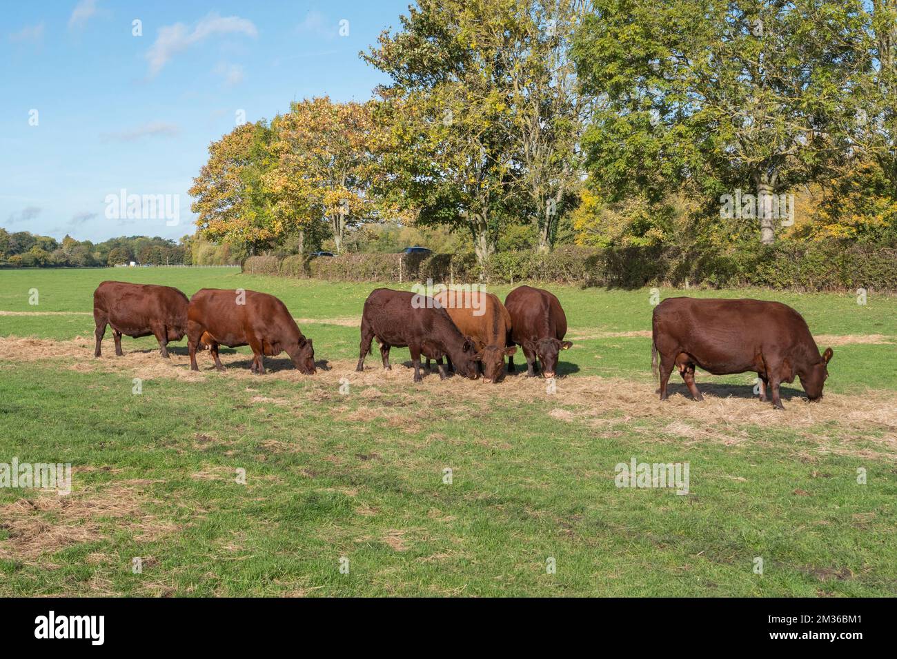 Runnymede uk hi-res stock photography and images - Alamy