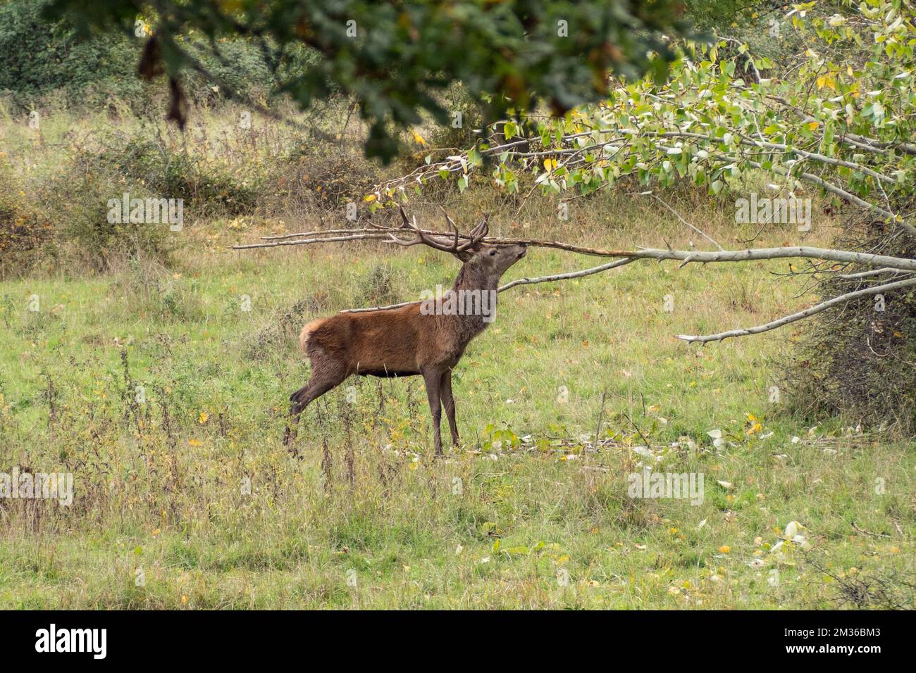 Polishing antlers hi-res stock photography and images - Alamy