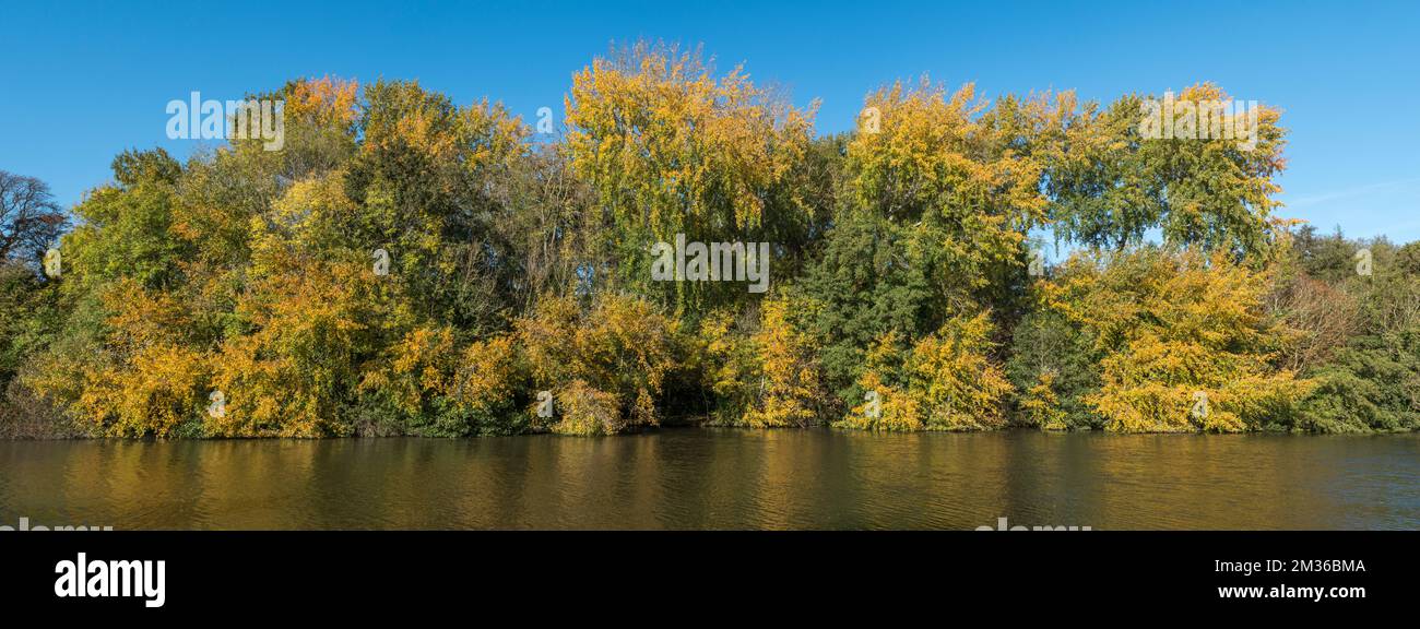 Autumn view of a line of trees on the banks of the River Thames ...