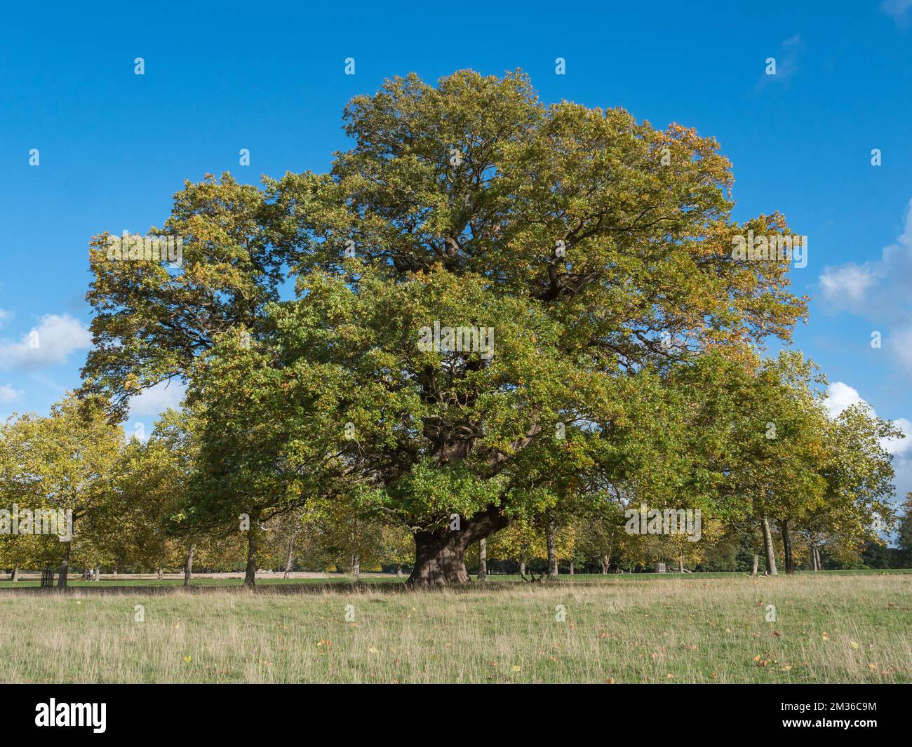 A mature oak tree on the Long Walk in Windsor Great Park, Berkshire, UK ...