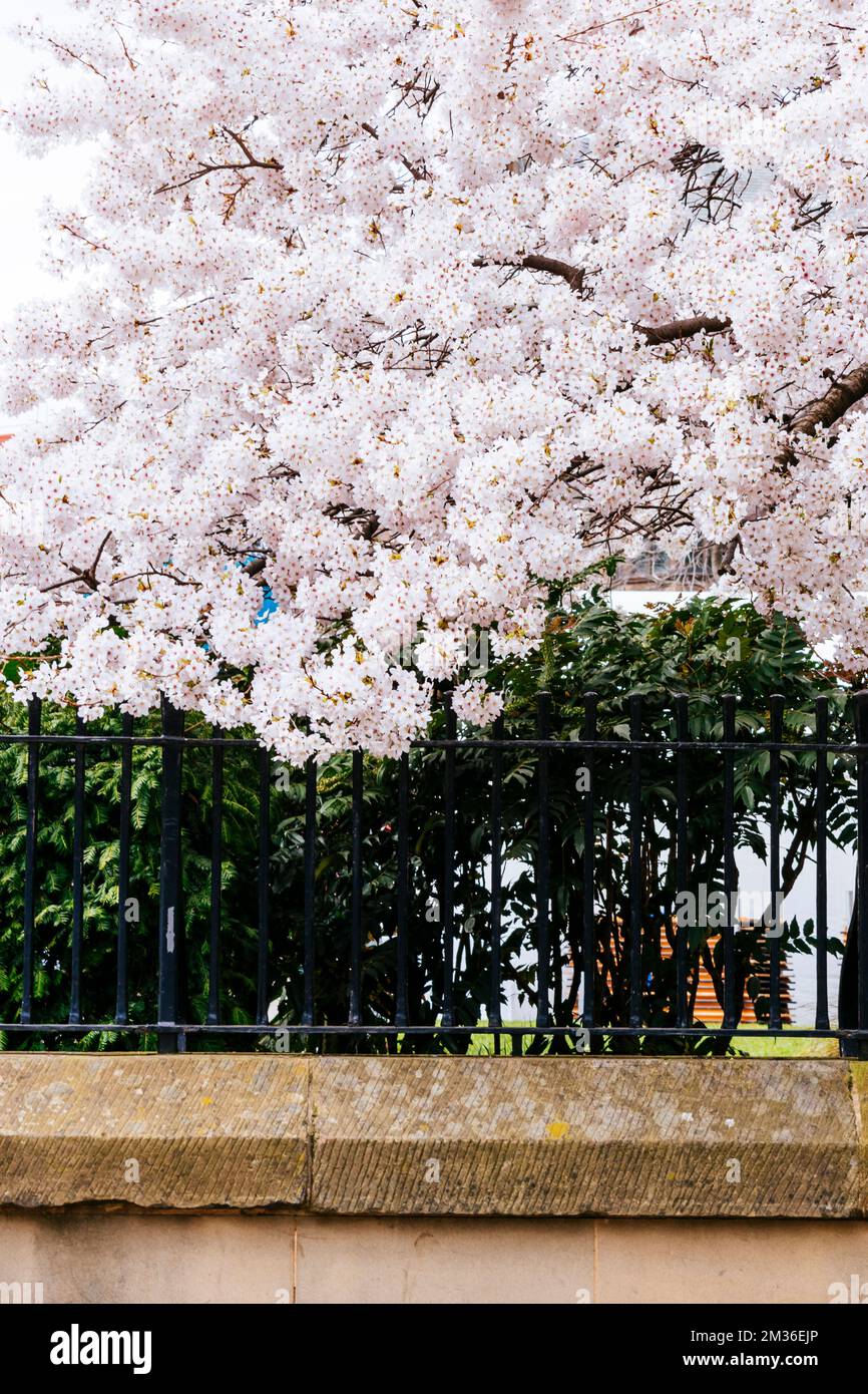 Cherry blossoms in a glorious spring in the city of Sheffield, South ...