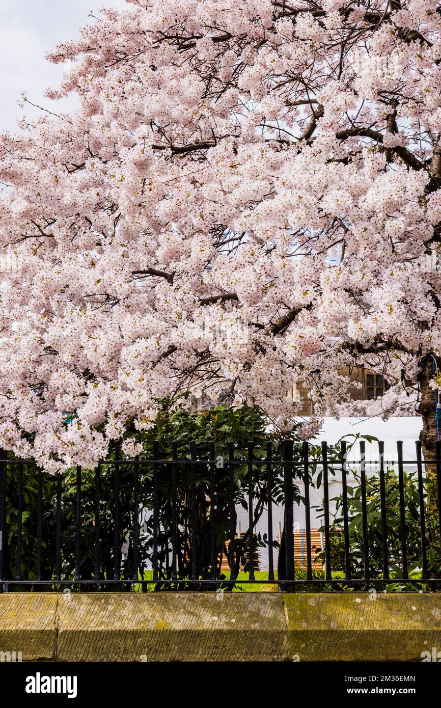 Cherry blossoms in a glorious spring in the city of Sheffield, South ...