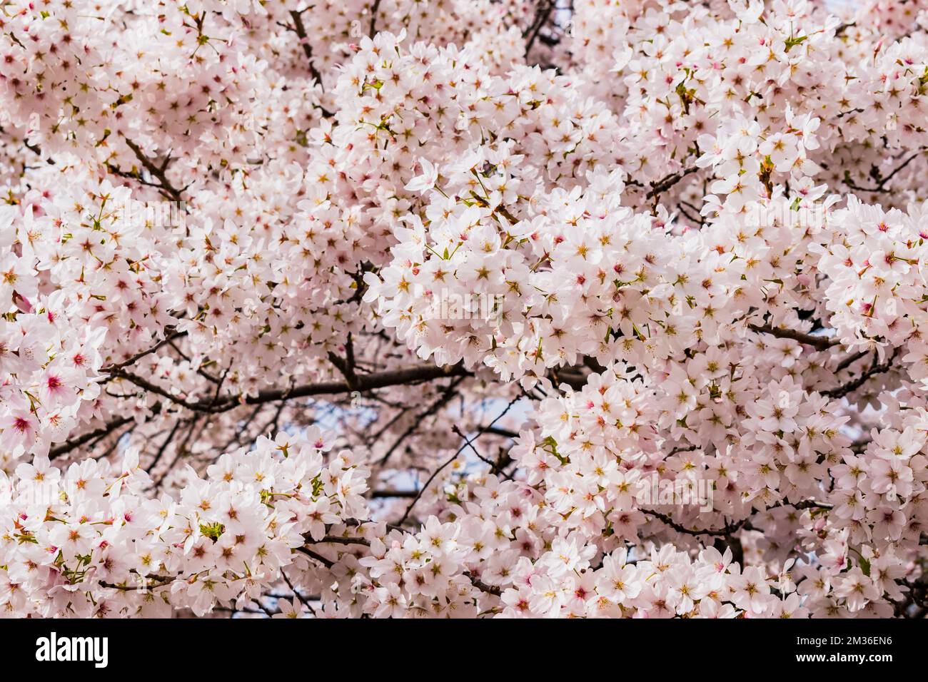 Cherry blossoms in a glorious spring in the city of Sheffield, South ...