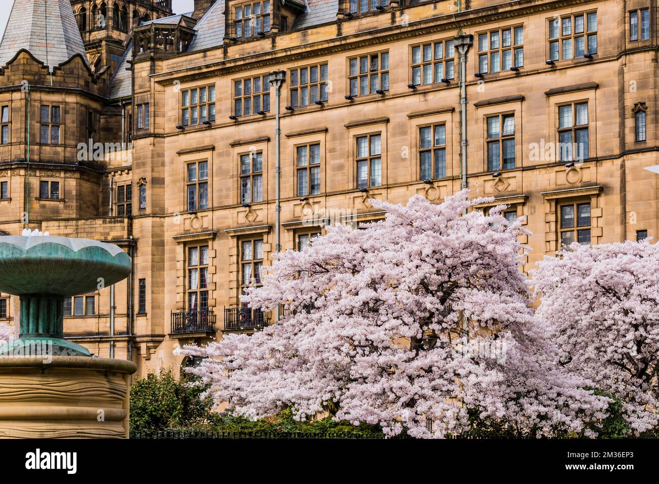 Cherry blossoms in a glorious spring in the city of Sheffield, South ...