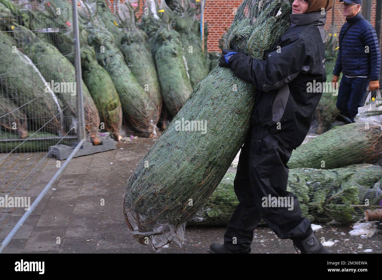 Copenhagen/Denmark/14 December 2022/ Christmas tree vendor markets ...