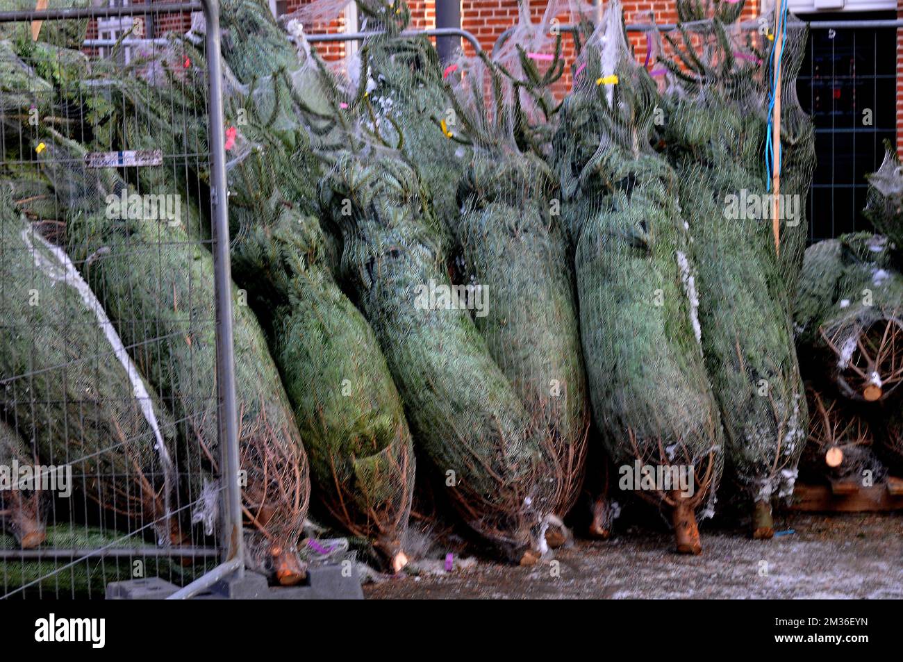 Copenhagen/Denmark/14 December 2022/ Christmas tree vendor markets ...