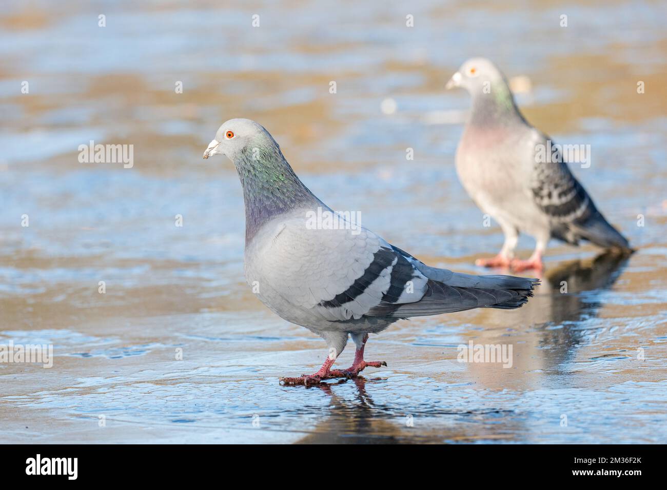 Pigeon walking on ice on the Cemetey Lake, Southampton Common Stock ...