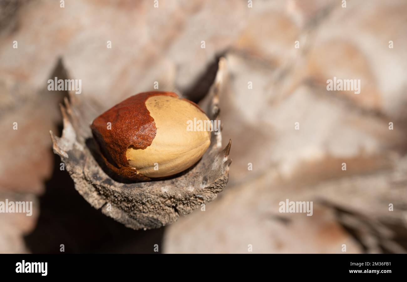 The seed of a palm tree lies on the dry, sawed-off leaf of a palm tree ...