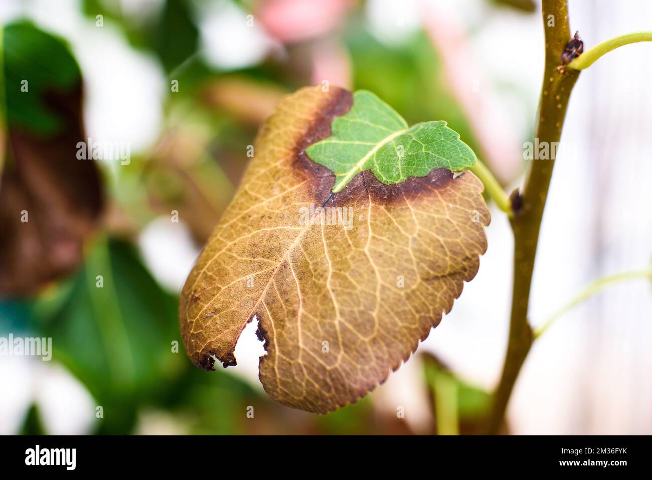 Heat damaged plant leaves hi-res stock photography and images - Alamy