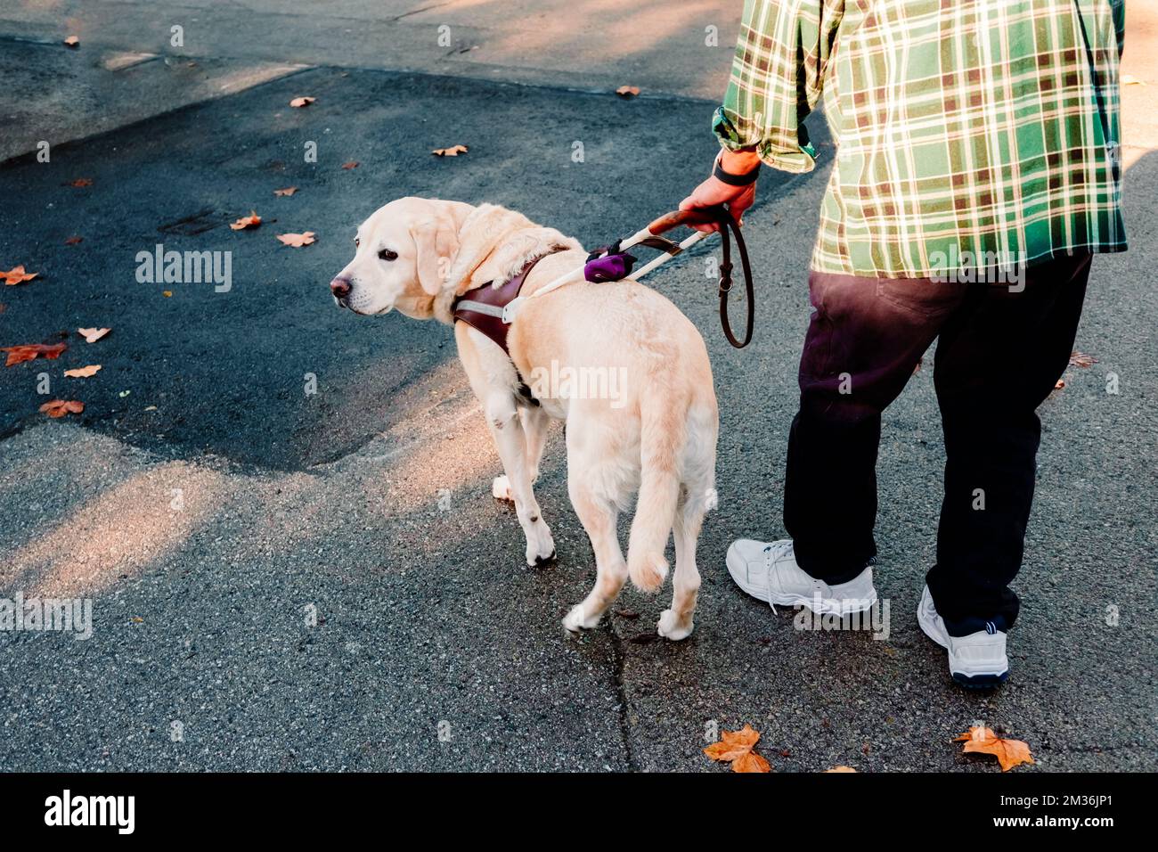 A guide dog accompanies its blind owner during a walk through the city ...