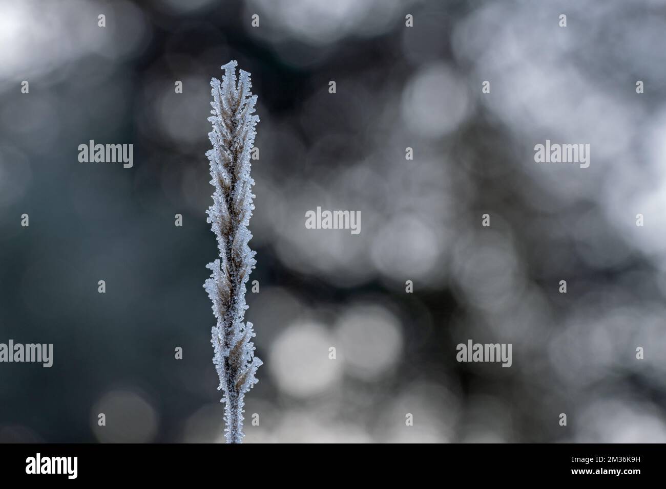 Frost southampton old cemetery hi-res stock photography and images - Alamy