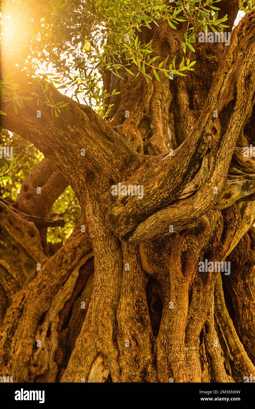 1500 years old olive tree in Kaštel Štafilić, Croatia Stock Photo - Alamy