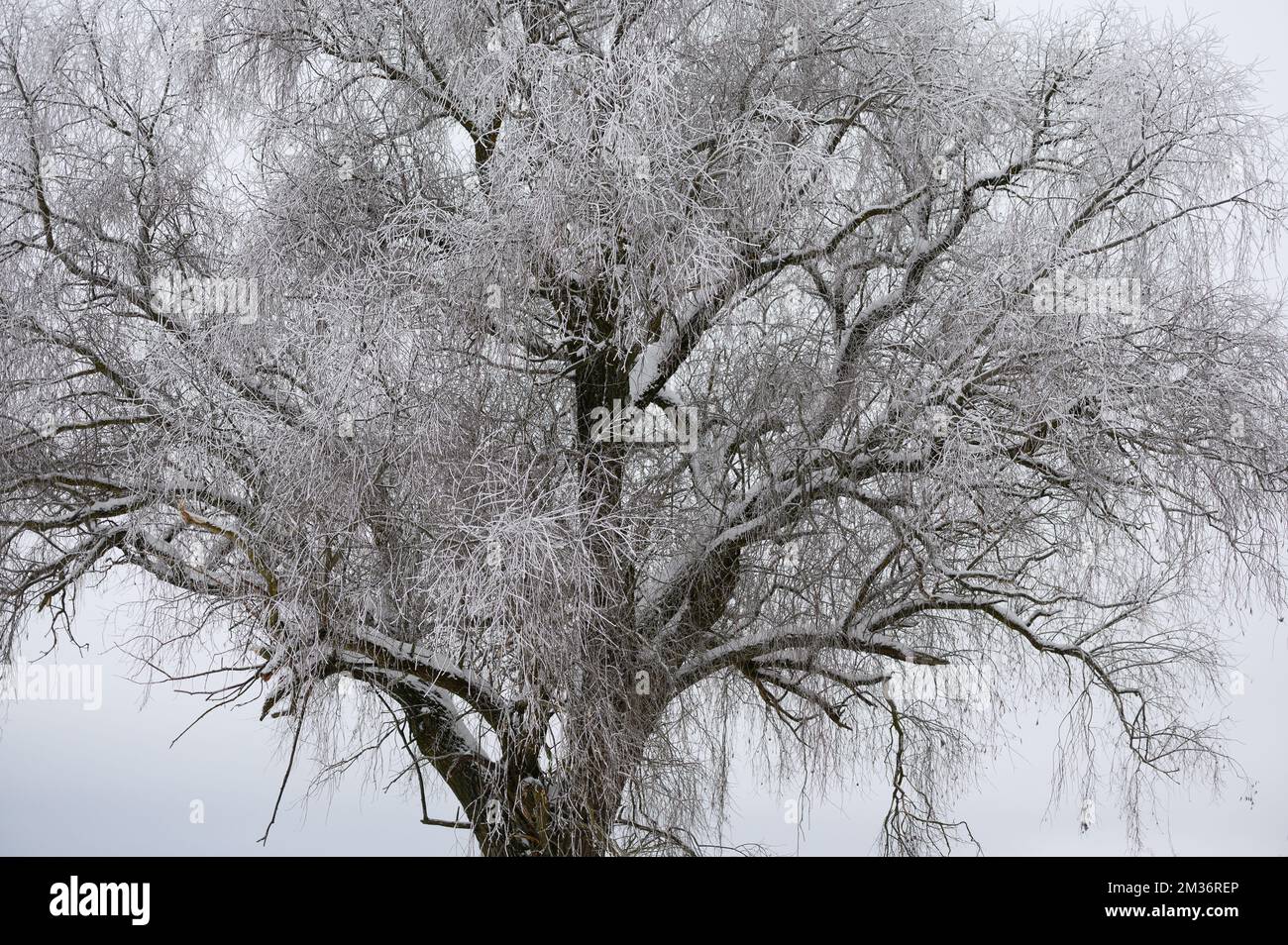 Frost covered tree in winter hi-res stock photography and images - Alamy