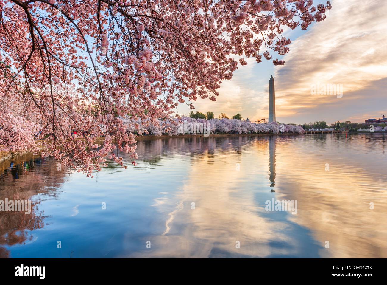 Washington DC, USA at the Tidal Basin during spring season with cherry ...