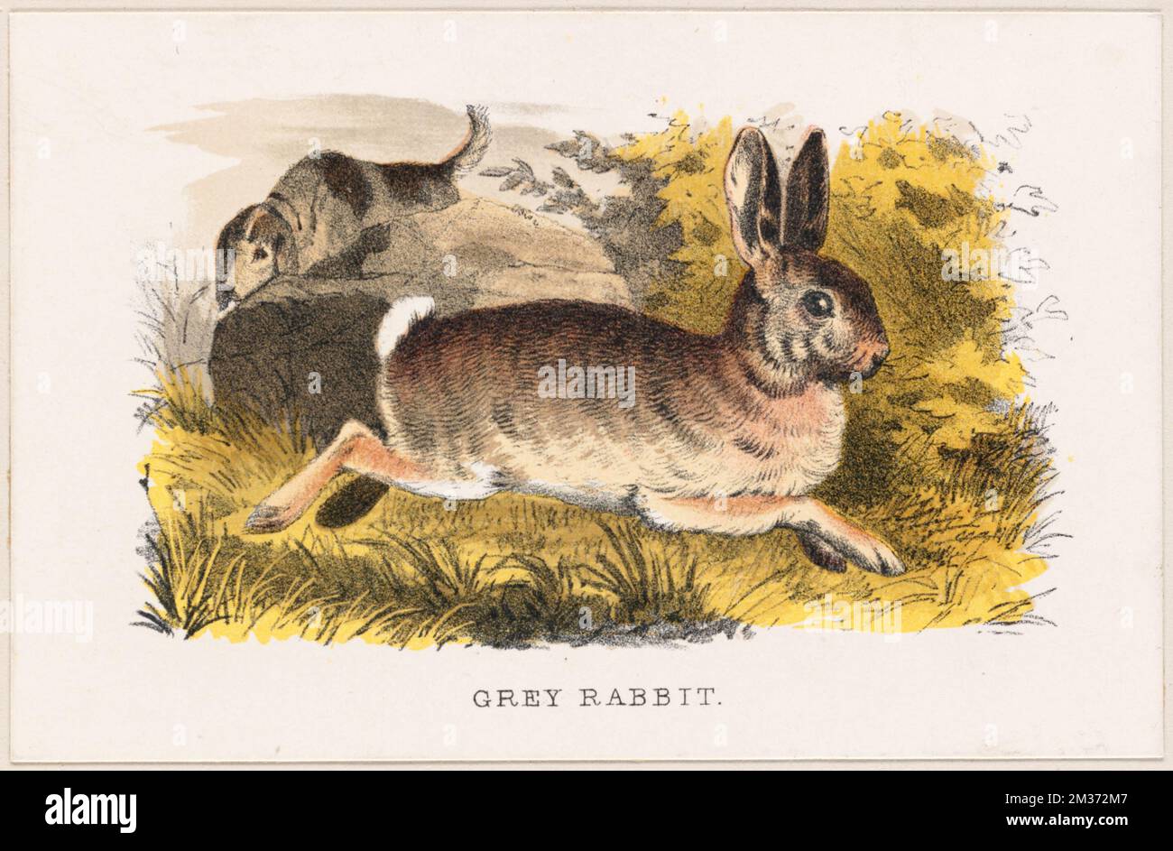 Grey rabbit , Rabbits, Dogs. Louis Prang & Company Collection Stock ...