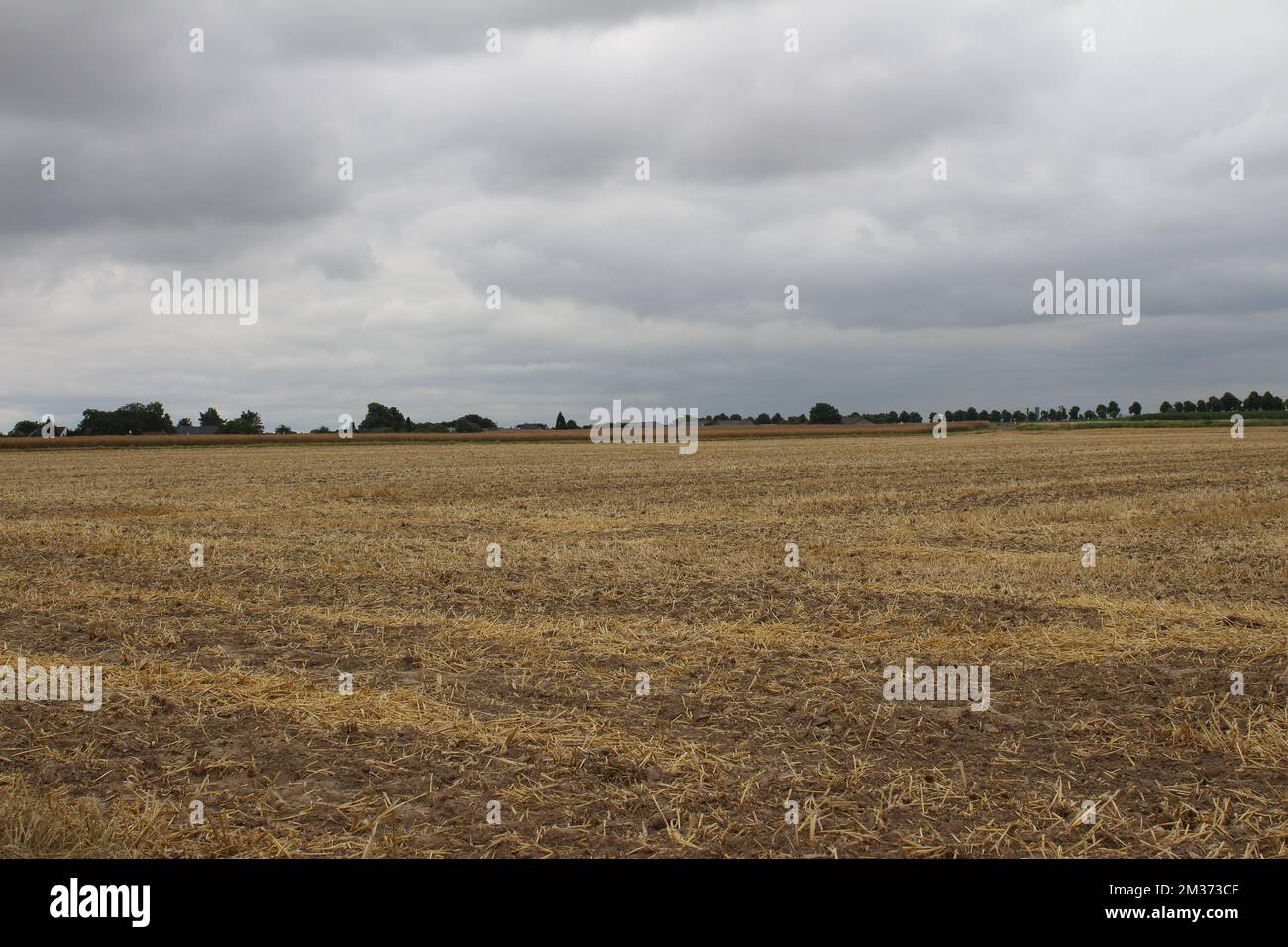 Agricultural field. Natural environment. Summer scenery. Cultivated ...