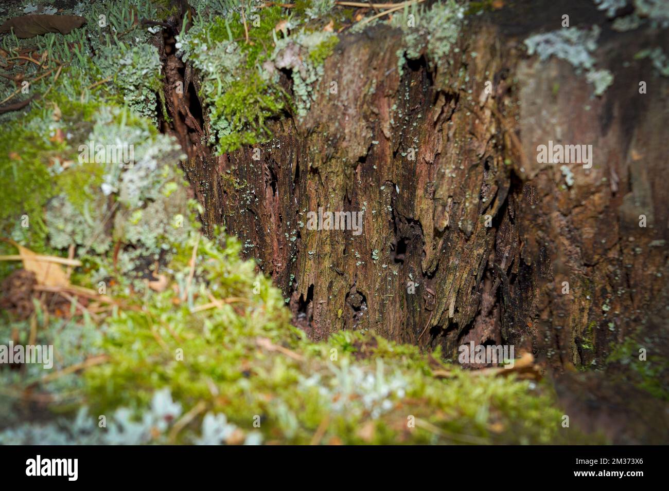 Texture of an old rotten tree. Background texture rotting wood of an ...