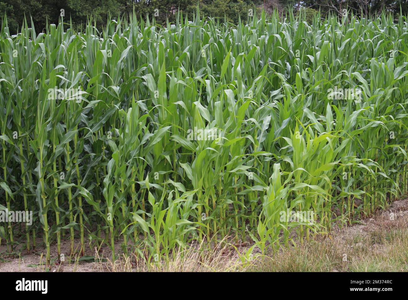 Corn cultivation hi-res stock photography and images - Alamy