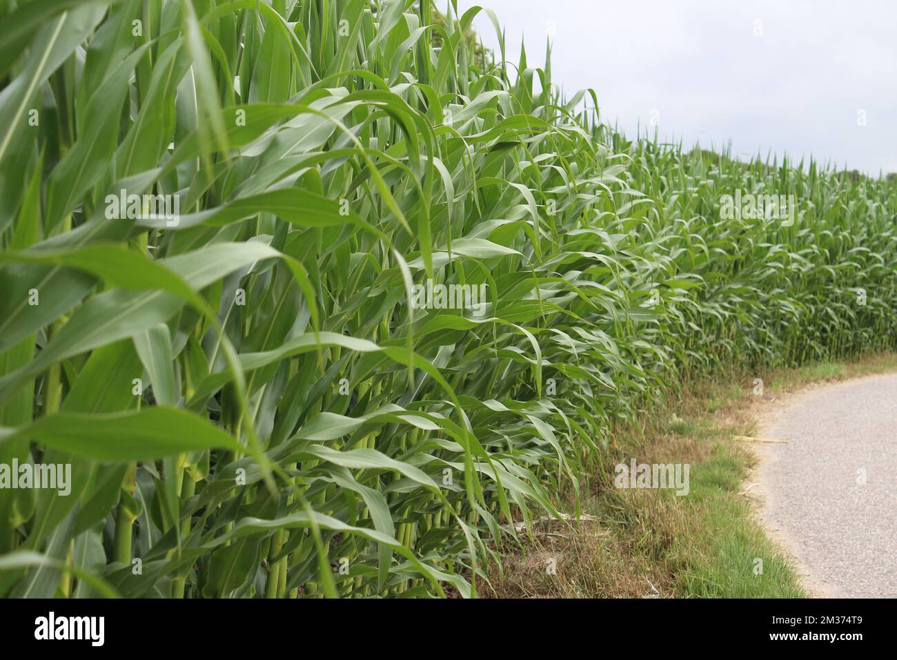 Cornfield. Agricultural landscape. Country scene. Natural environment ...