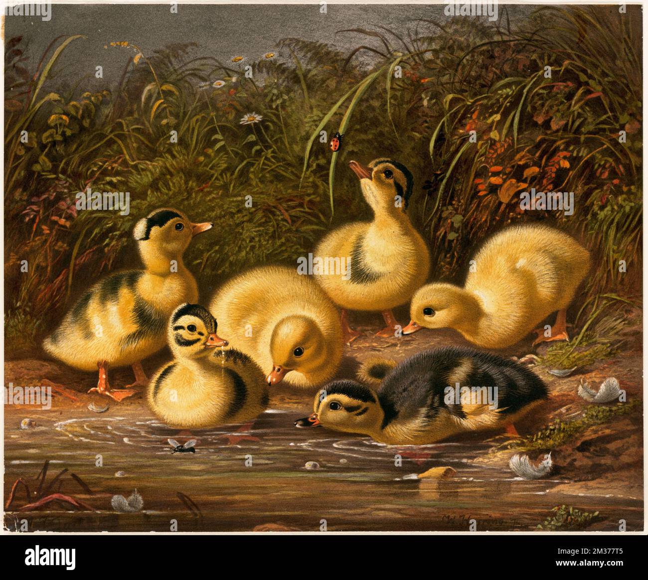 Group of ducklings , Ducks, Bodies of water. Louis Prang & Company ...