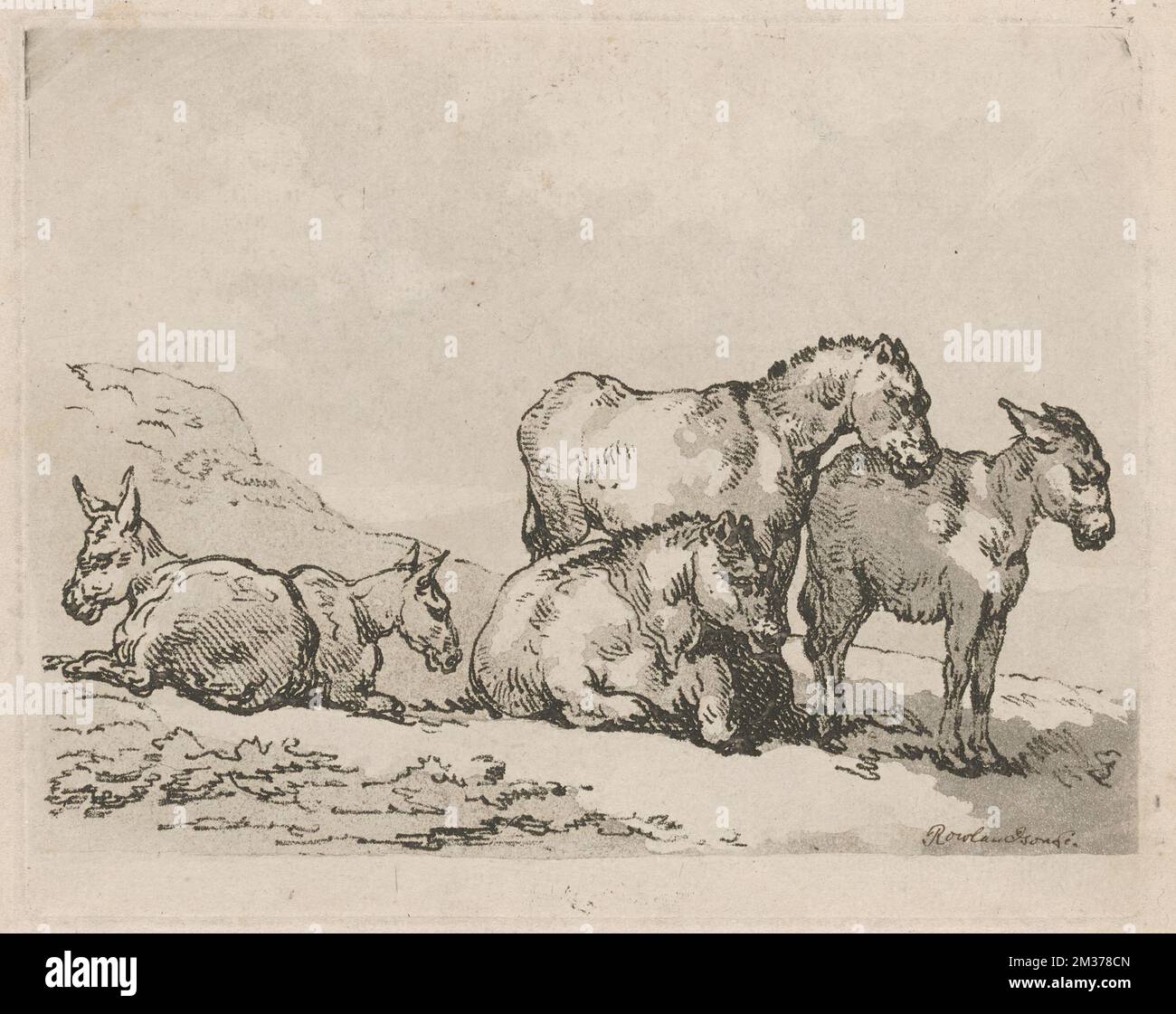 A group of five donkeys, three lying and two standing , Donkeys. Thomas ...