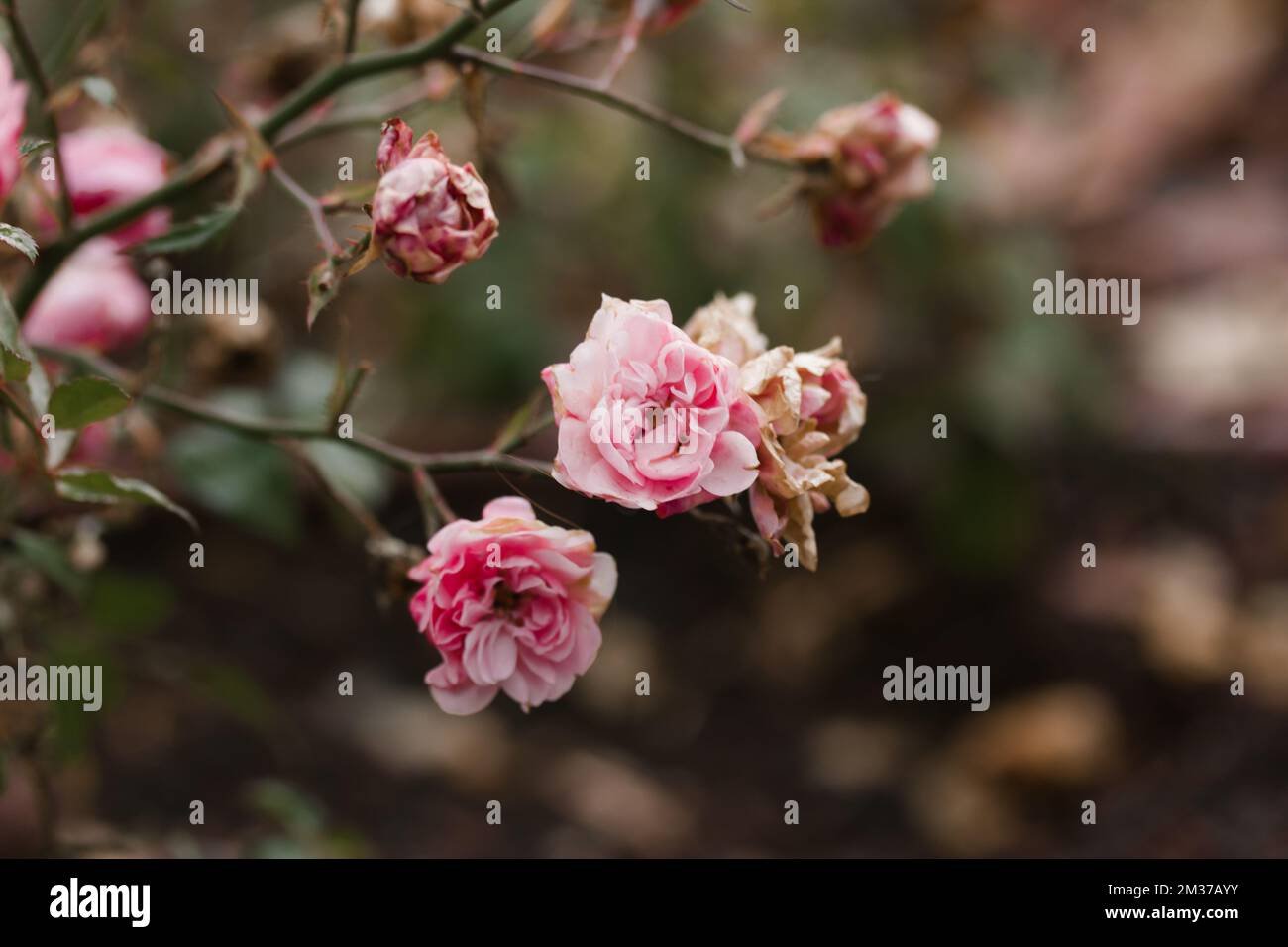 Wilted bush roses hi-res stock photography and images - Alamy