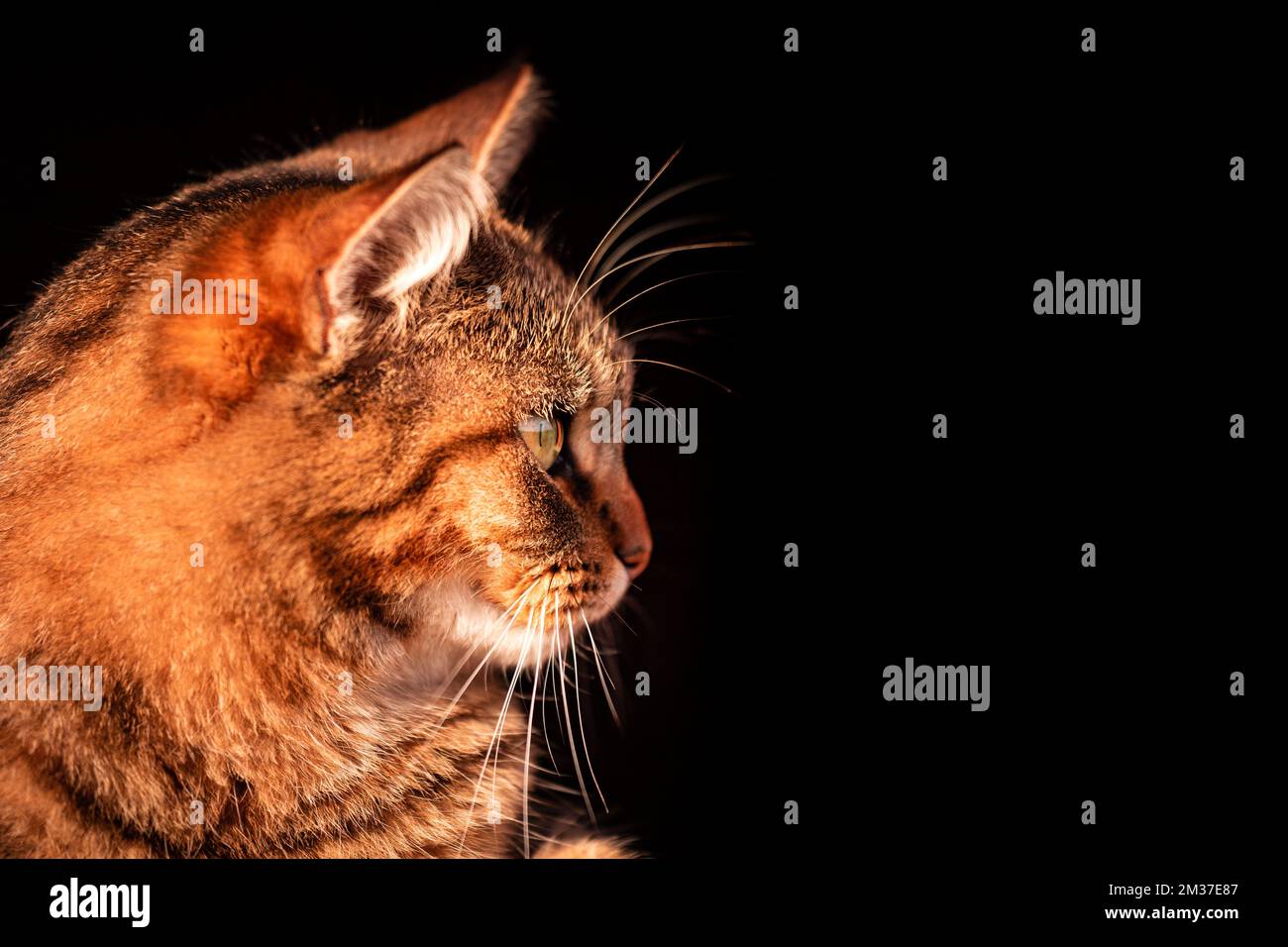 Beautiful cat with colorful eyes, looking curious and funny Stock Photo ...