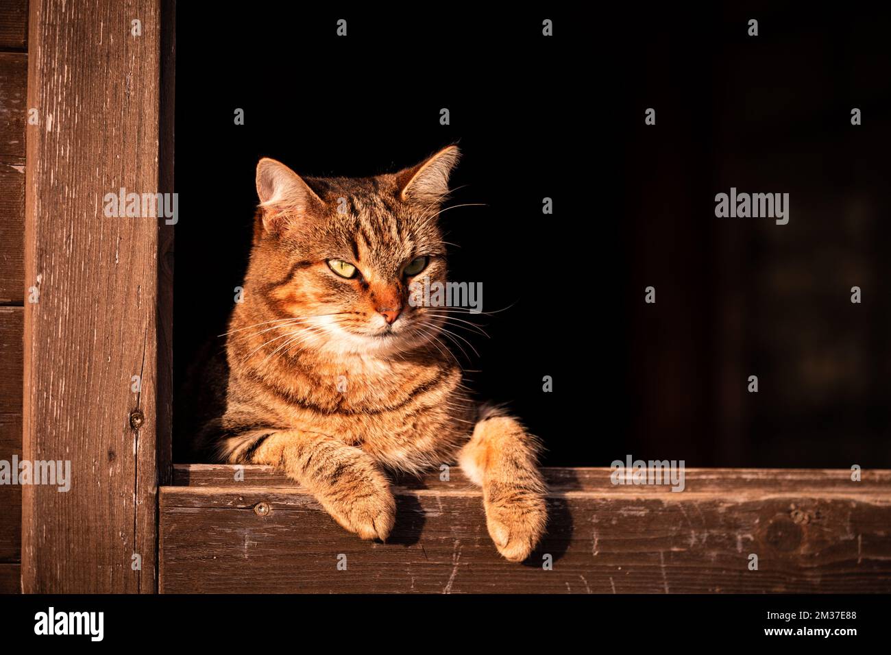 Beautiful cat with colorful eyes, looking curious and funny Stock Photo ...