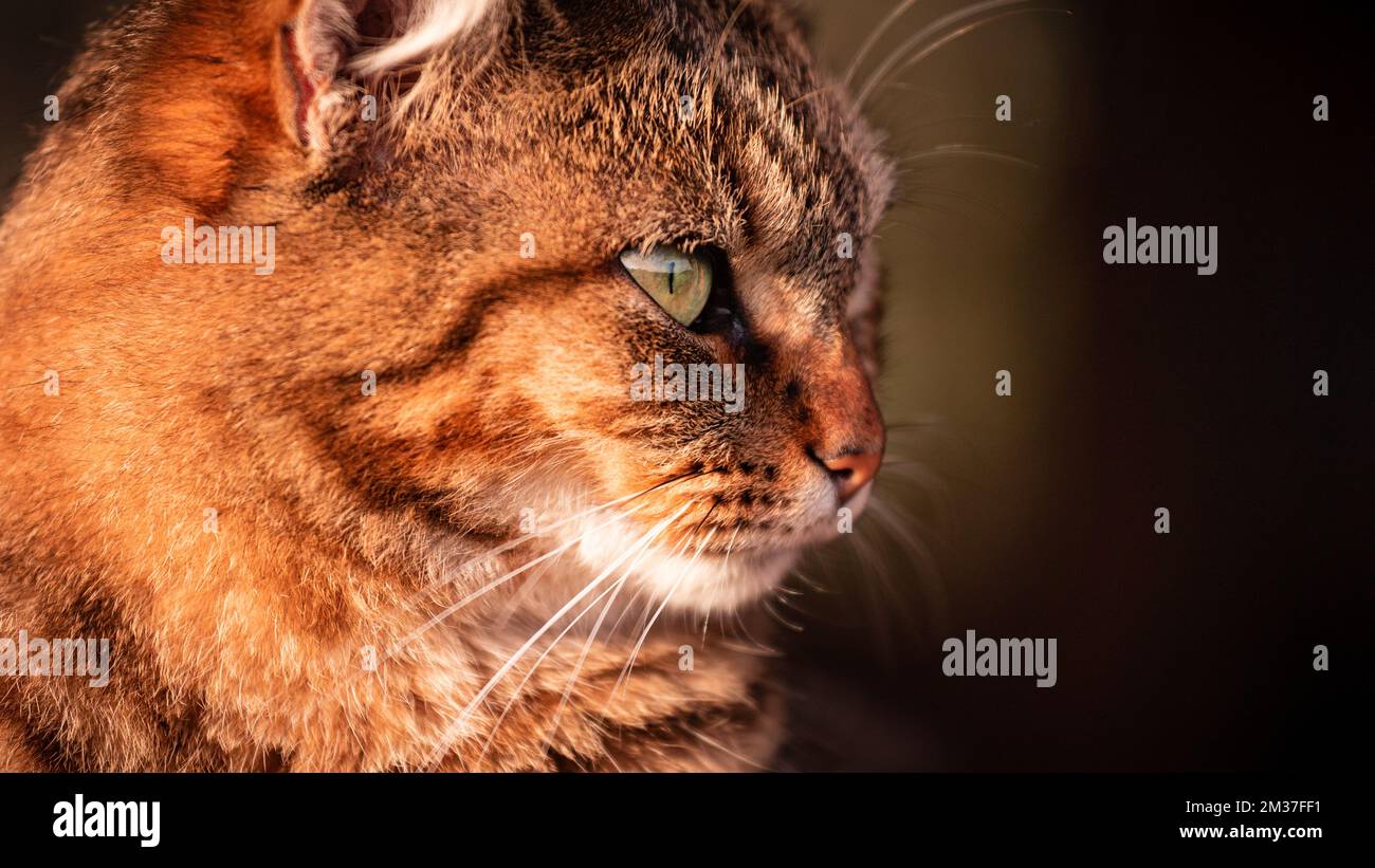 Beautiful cat with colorful eyes, looking curious and funny Stock Photo ...