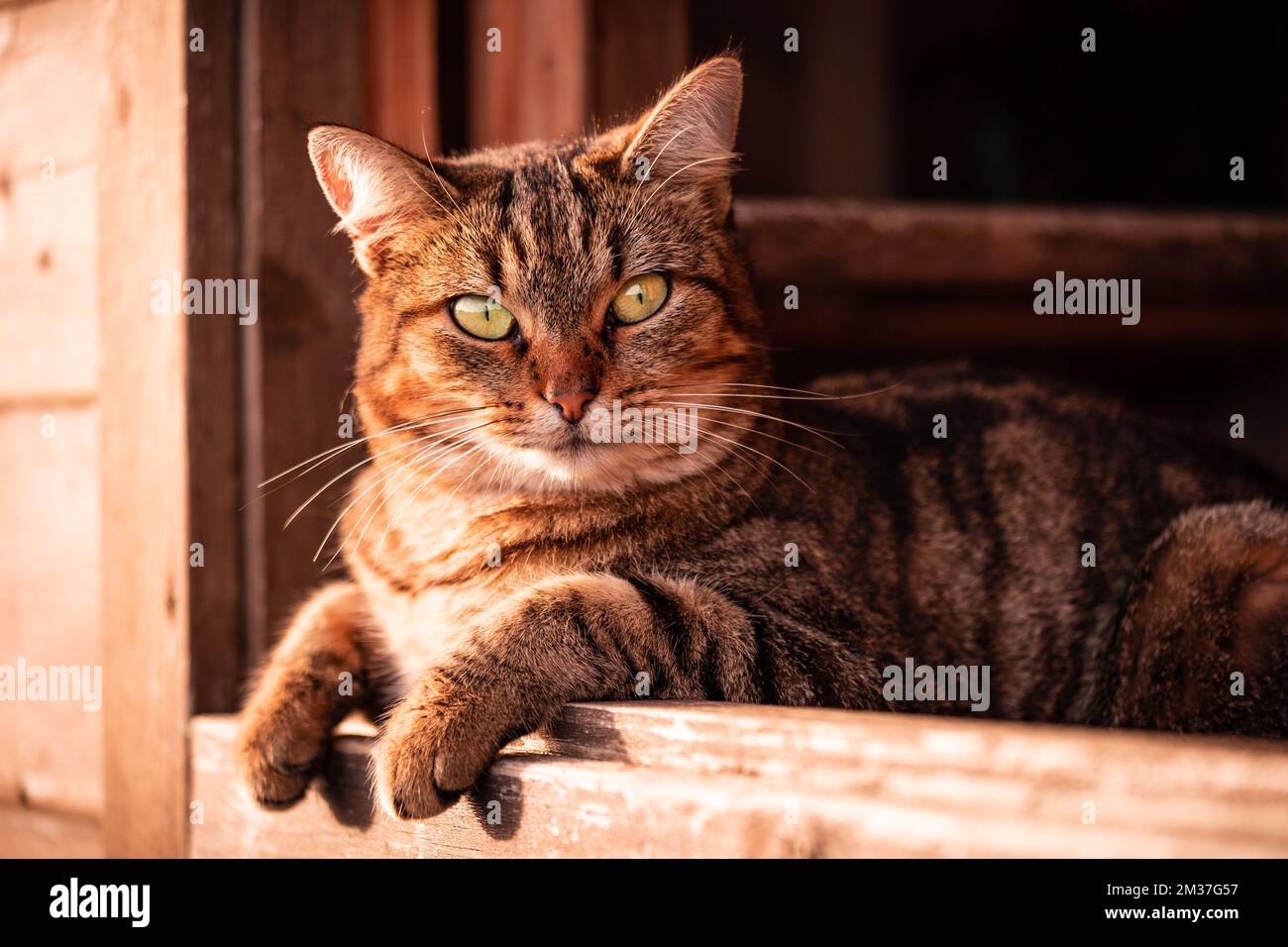 Beautiful cat with colorful eyes, looking curious and funny Stock Photo ...