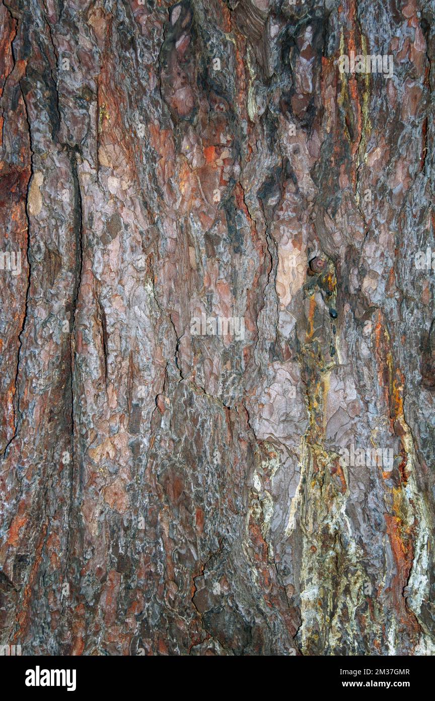 Relief pine bark texture. Close-up image of tree bark texture. Natural background Stock Photo ...