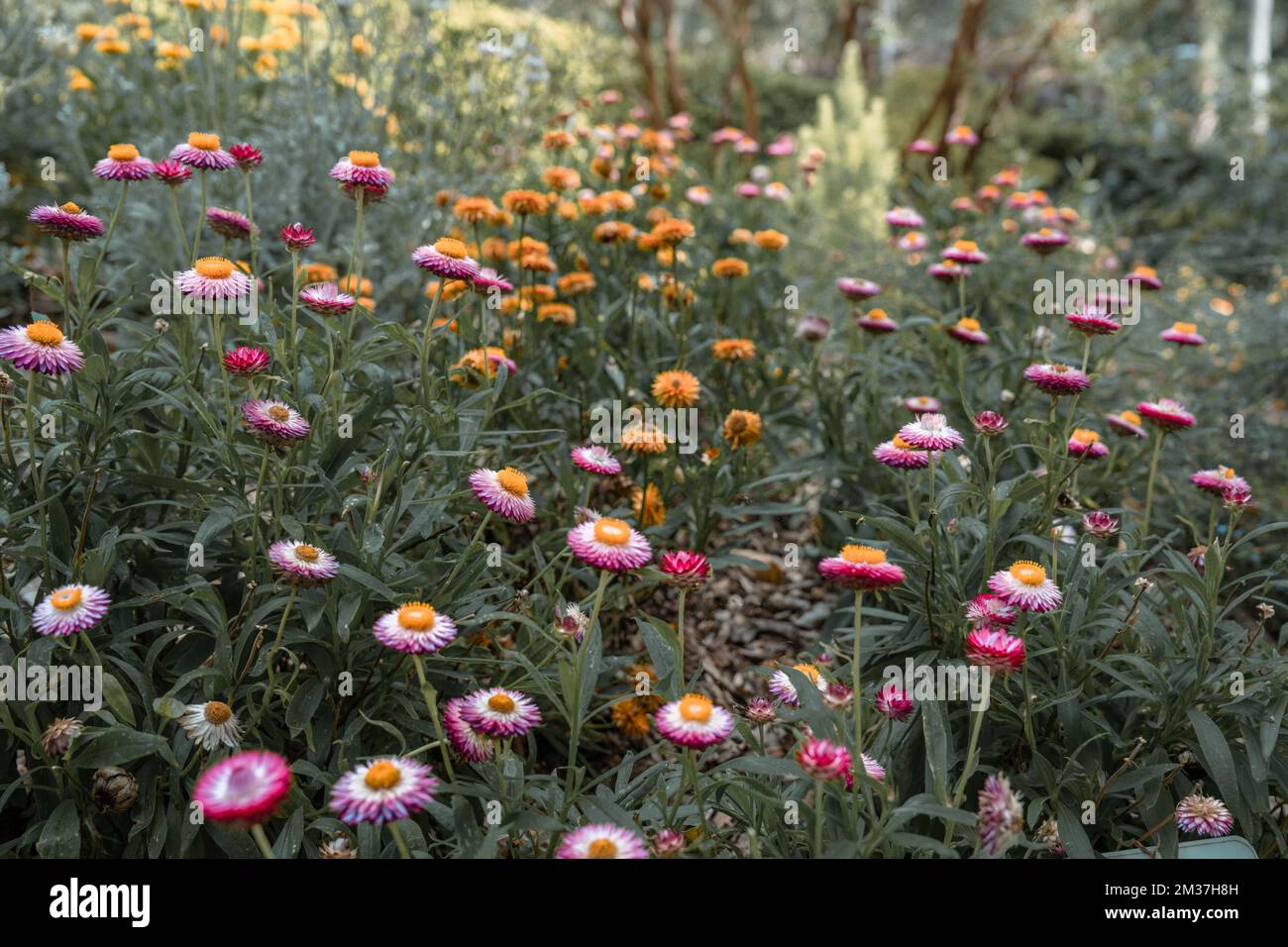 Spring strawflowers hi-res stock photography and images - Alamy
