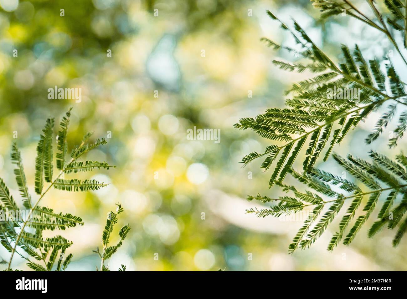 A beautiful natural background of plants Stock Photo - Alamy
