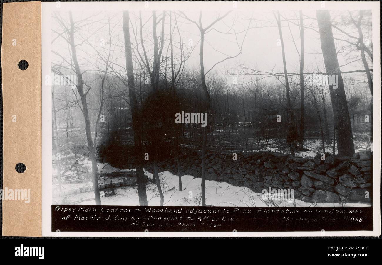 Gypsy moth control, woodland adjacent to Pine Plantation on land ...