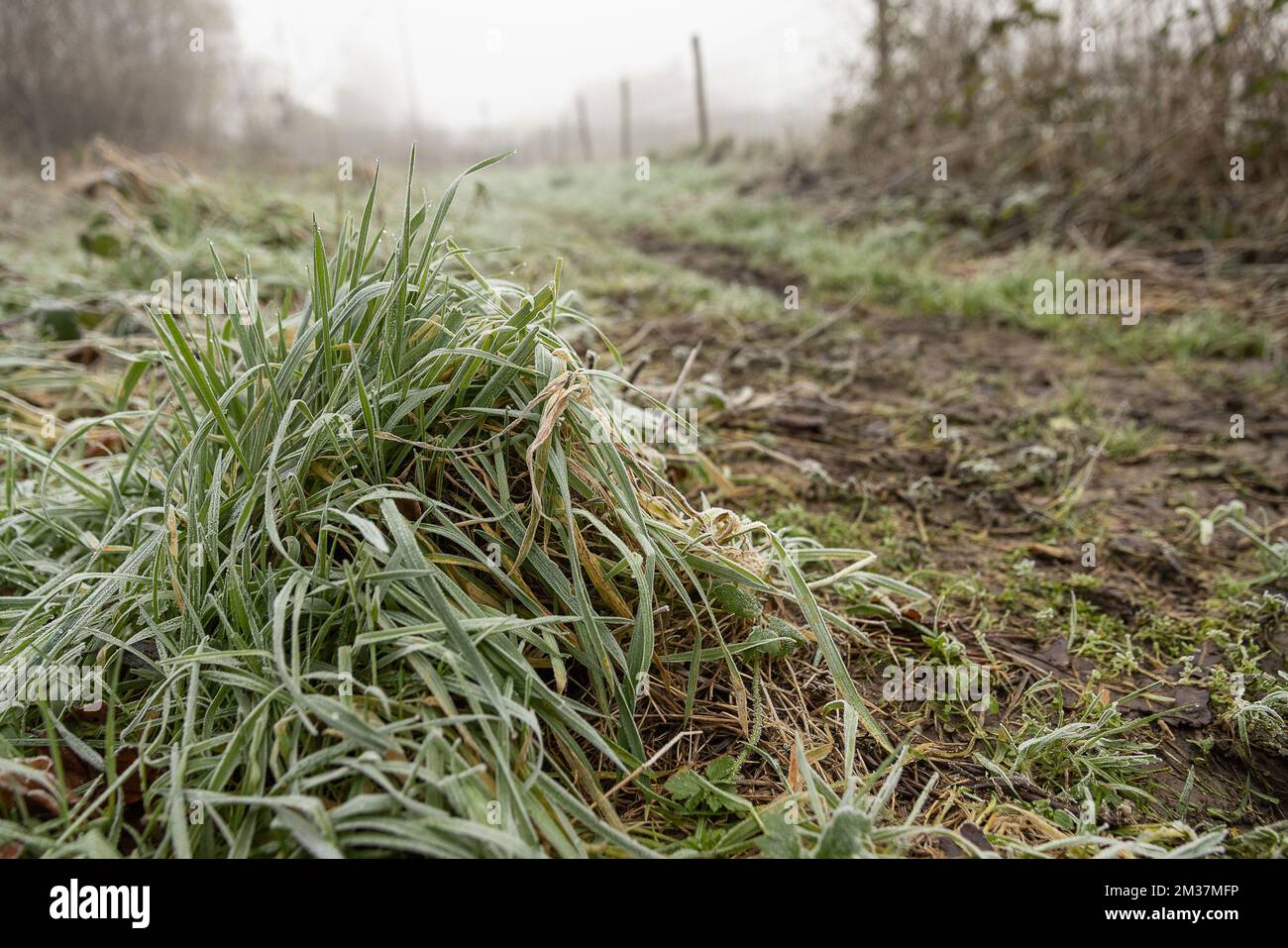 Illustration picture shows ice on grass at De Wolfsputten forest in ...