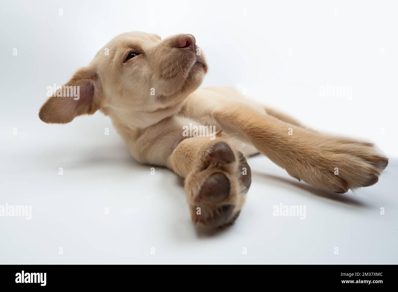 Portrait of waking up labrador dog isolated on white studio background ...