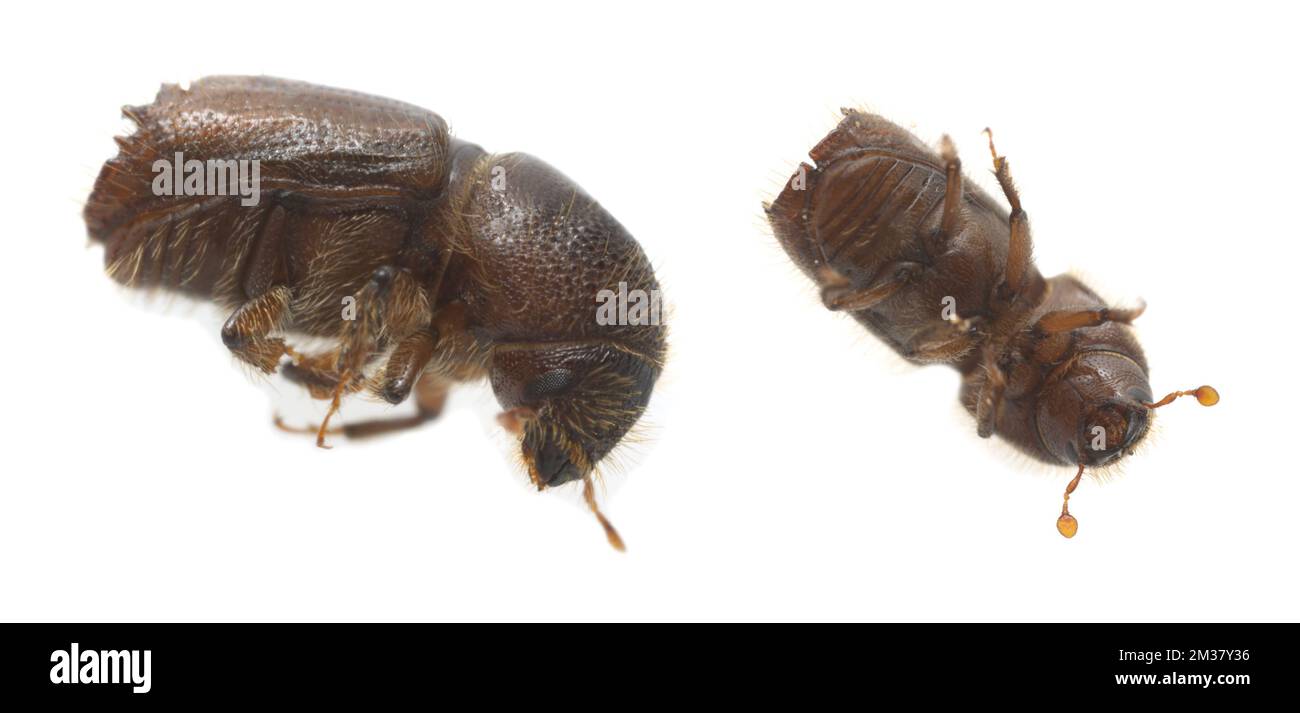 Larger eight-toothed European spruce bark beetle, Ips typographus ...