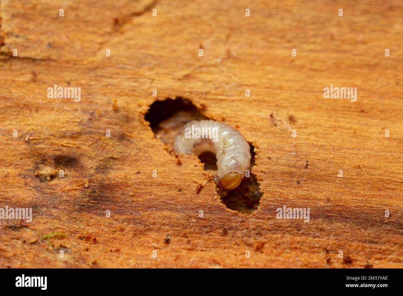 Curculionidae larva hi-res stock photography and images - Alamy