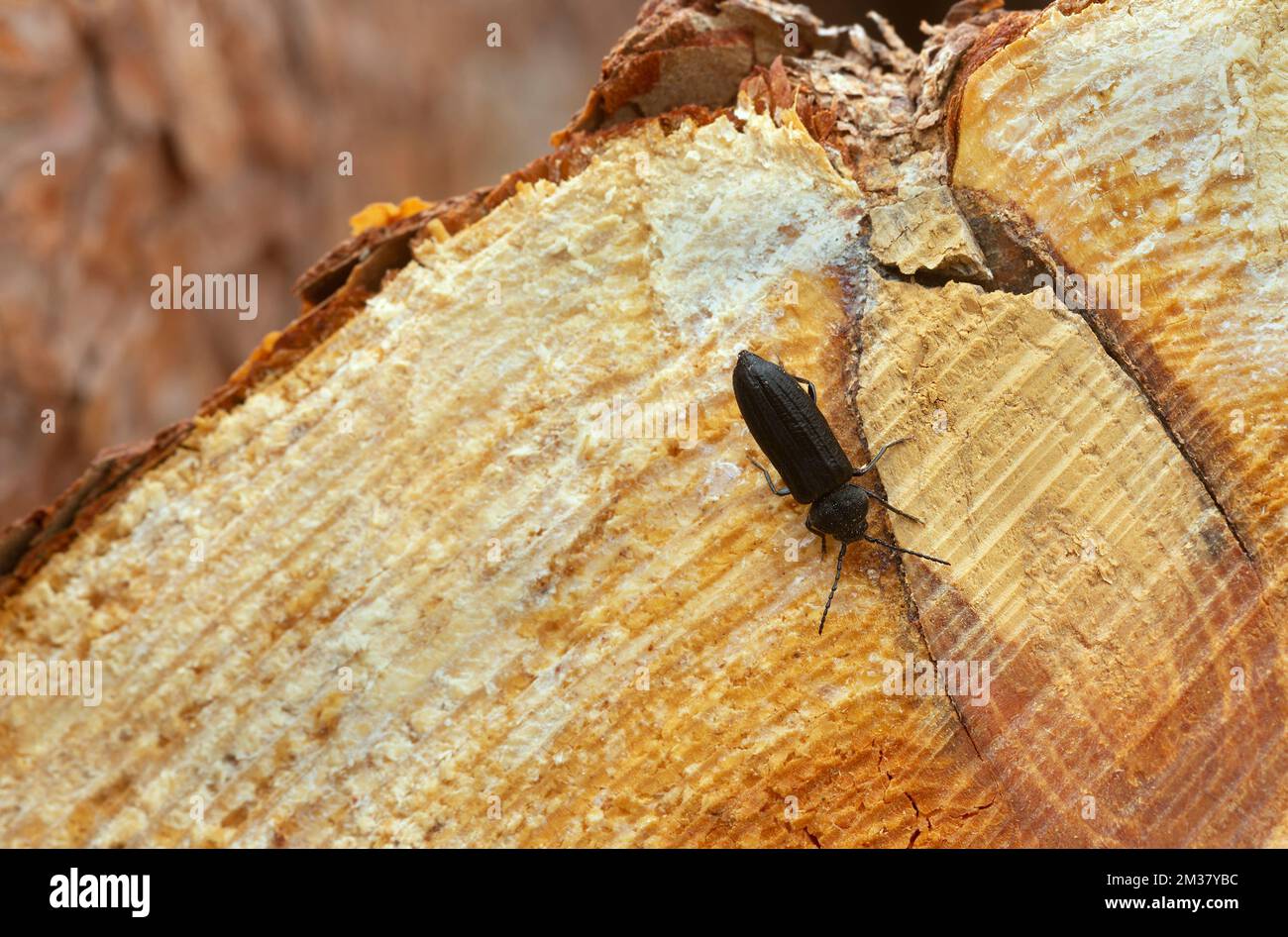 Black spruce borer, Asemum striatum on fresh pine wood Stock Photo - Alamy