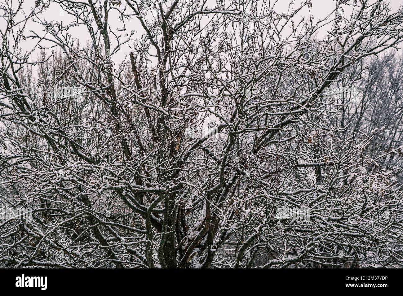 Trees In Winter With Snow And No Leaves On A Bleak Grey Day In England ...