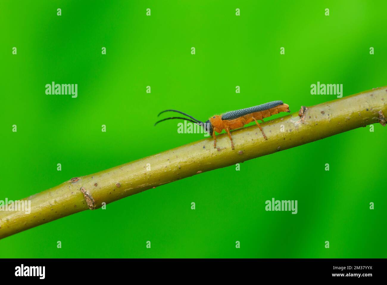 Eyed longhorn beetle, Oberea oculata on salix twig against a green ...