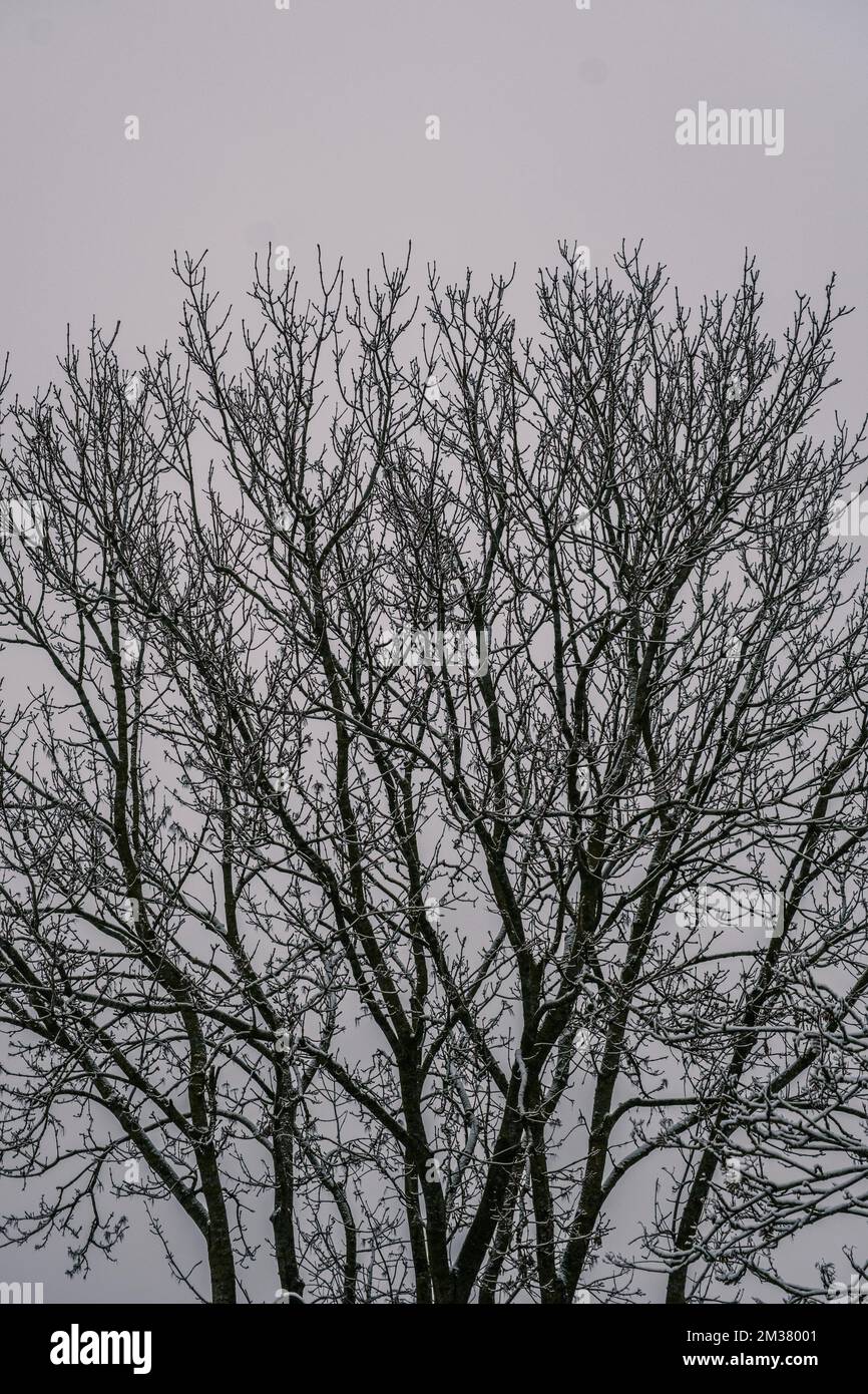 Trees In Winter With Snow And No Leaves On A Bleak Grey Day In England ...
