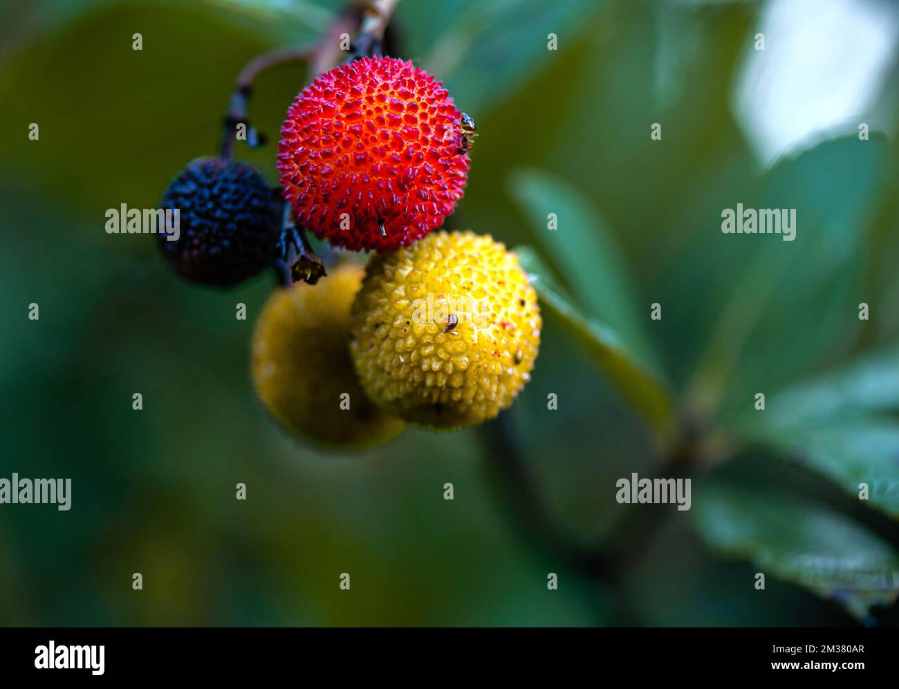 completely natural wild strawberry in red and yellow colors in the ...