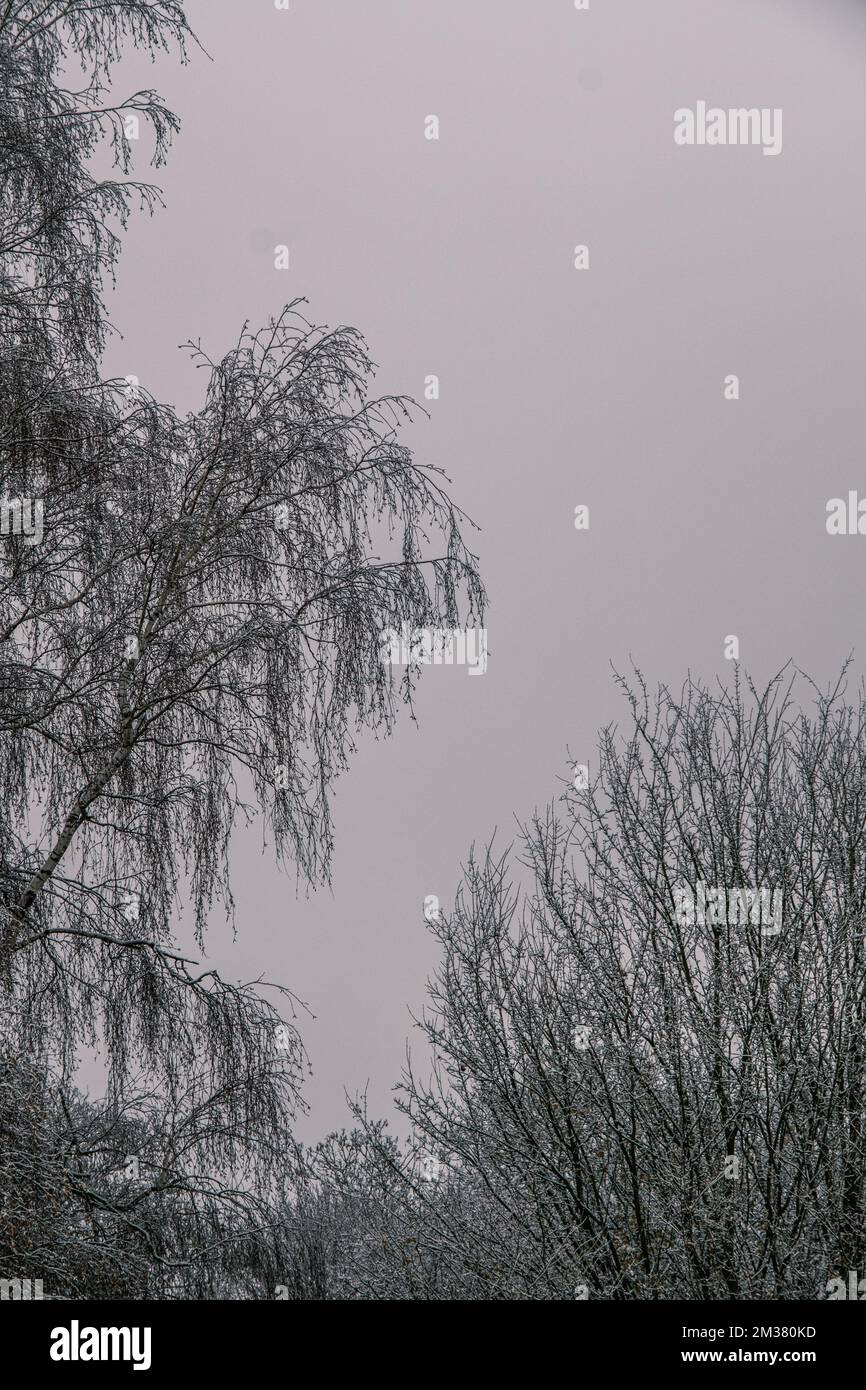 Trees In Winter With Snow And No Leaves On A Bleak Grey Day In England ...