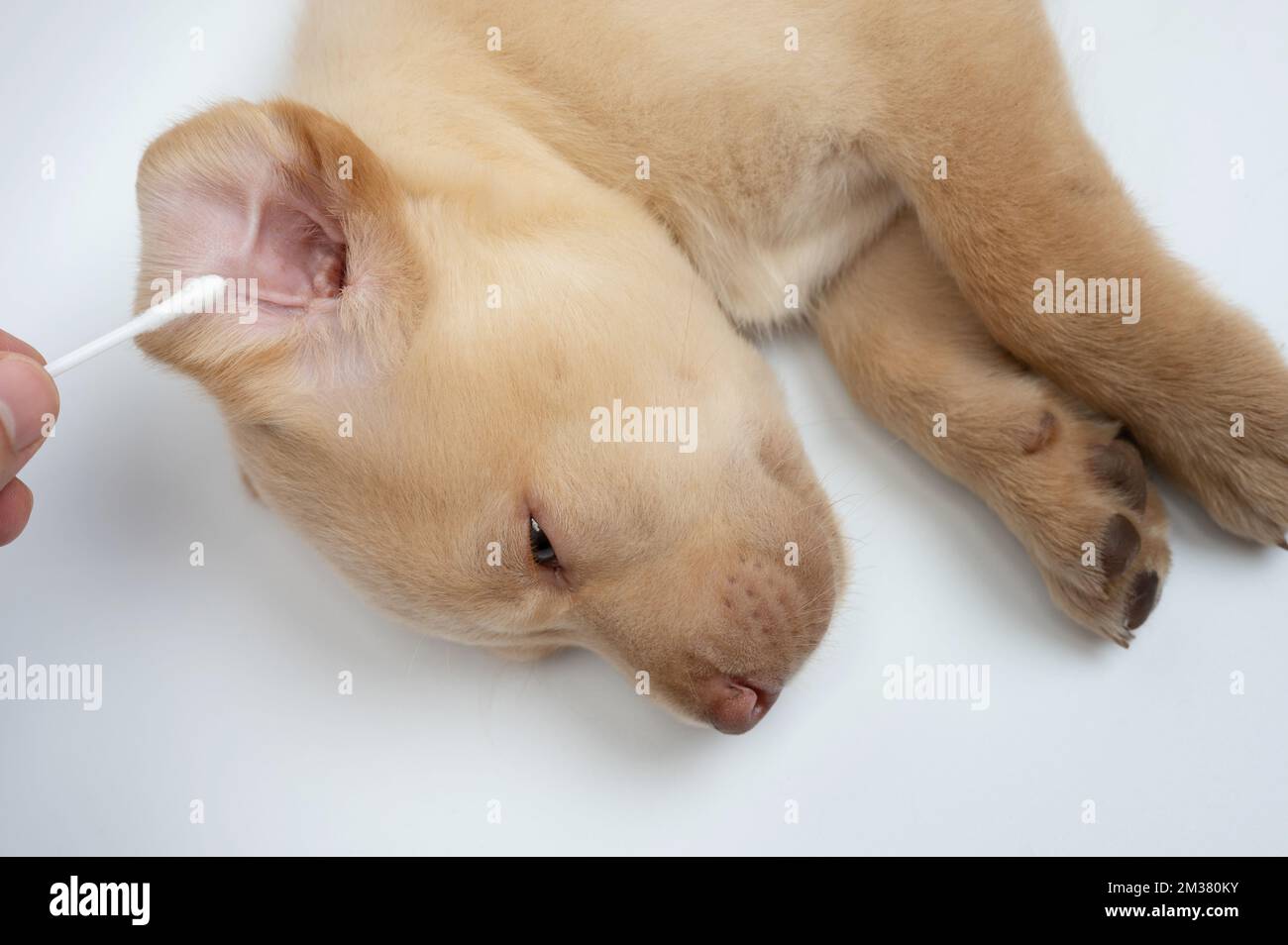 Ear to stick hi-res stock photography and images - Alamy