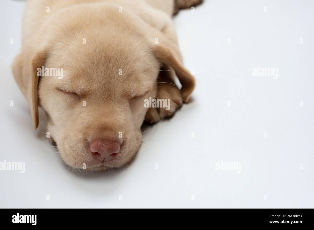 Portrait of sleep labrador cub on white studio background isolated with ...